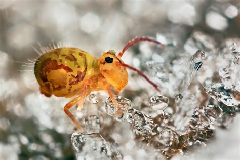 Matt Cole Macro Photography Globular Springtails