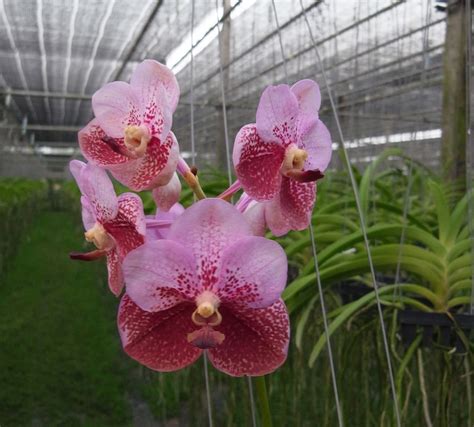 KT 7361 V Thonglor X V Sanderiana Kultana Orchids