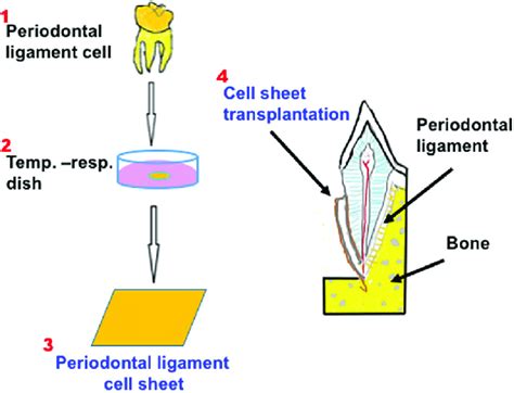 Periodontal Ligament Cells