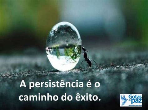 A Persistência é O Caminho Do êxito Gotas De Pazgotas De Paz