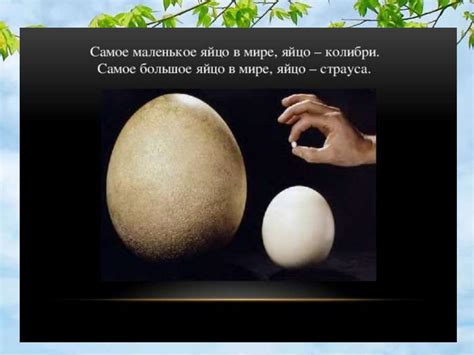 Интересные факты о птицах презентация онлайн