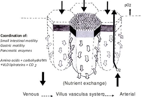 Figure 22 From The Use Of Enzyme Supplementation For Wheat Barley Diets In Poultry As A Means