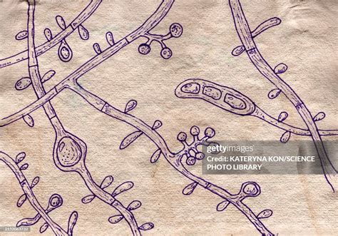 Trichophyton Tonsurans Fungi Illustration High Res Vector Graphic