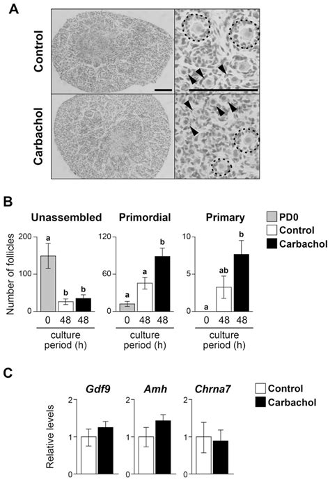 Expression Of Genes Involved In The Non Neuronal Cholinergic System And Their Possible Functions