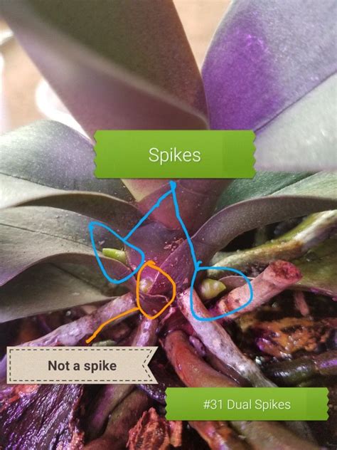 Orchid Flower Stem Or Root Best Flower Site