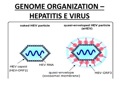 Hepatitis E Pptx