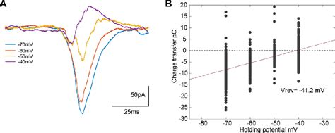 Figure 1 From Role Of Hilar Mossy Cells In The Ca 3 Dentate Gyrus Network During Sharp Wave