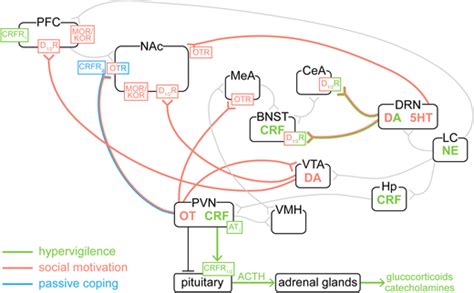 Neural Circuit Components Implicated In The Response To Social Deficit