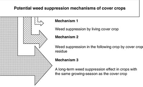 Potential Cover Crop Weed Interaction Mechanisms Source From Moonen Download Scientific