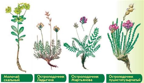 Растения занесеные в Красную книгу