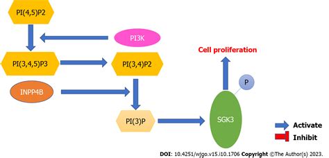 Role Of Inositol Polyphosphate 4 Phosphatase Type Ii In Oncogenesis Of Digestive System Tumors