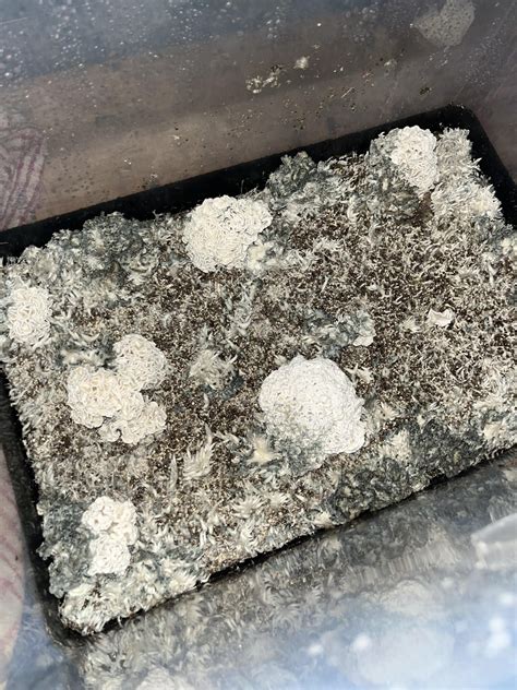 Any Ideas Whats Going On With My Enigma Some Of It Is Turning Blue