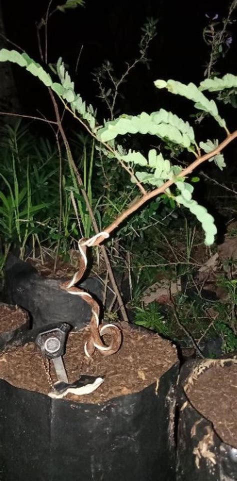 Bibit Asam Jawa Plintir Hasil Semai Biji Tumbuh Baik