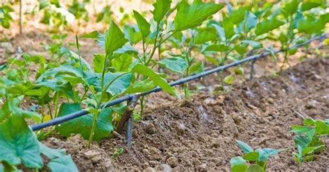 Optimal Fertigation Fertilizer Maximising Efficiency In Modern