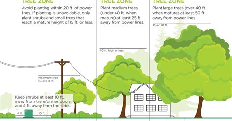 Plant The Right Trees Near Overhead Lines