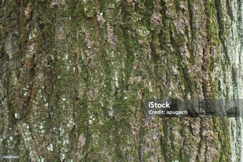 Background Bark Of European White Elm Tree Covered With Dry Moss And