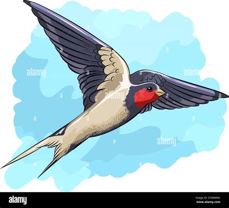 Swallow Beautiful Bird Cut Out Stock Images And Pictures Alamy
