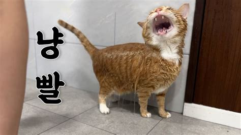12년 경력직 고양이 목욕 시키기 [냥빨 Vlog] Youtube