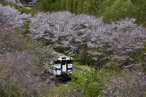 鹿児島県 春の嘉例川駅 126871173 の写真素材 アフロ