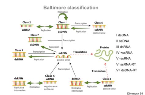 L3 Classification Of Viruses Flashcards Quizlet