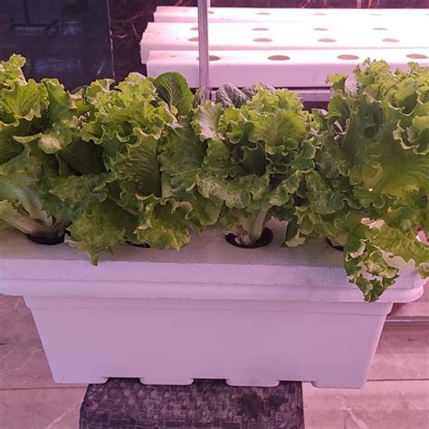Effortless Gardening With Indoor Hydroponic Dwc Sy