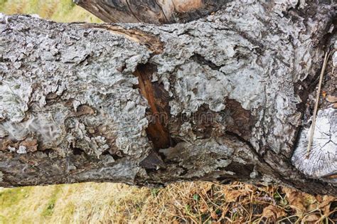 Old Broken Apple Tree Trunk Close Up Stock Photo Image Of Damage