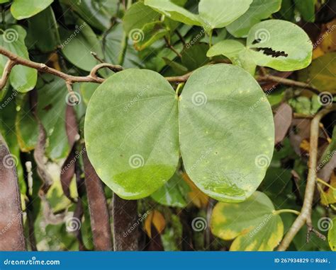 Legume Leaf Dangling From Tree Branches Stock Image Image Of Branch