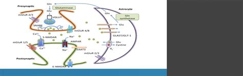 Tripartite Synapse