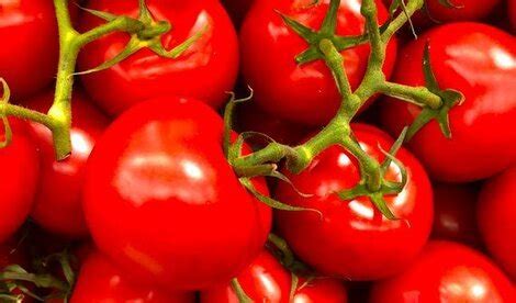 How To Grow Vegetables VegTrug