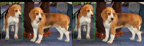 Bug Openvino Model Converted From Tf 2 Efficientdet Outputs Wrong