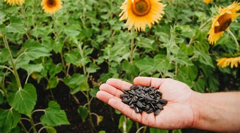 How To Shell Sunflower Seeds Storables