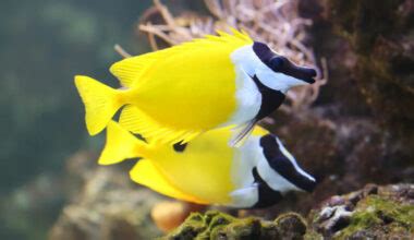 Bicolor Angel Care Diet Mates Tank And Reef Safety