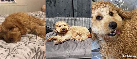 11 Common And Rare Cavapoo Colors With Pictures