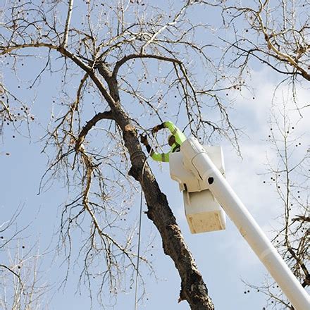 Tree Trimming Pruning Babeds Tree Service Kennewick WA