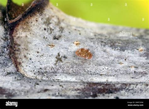 Insect Sucking Plant Juices Coccid Scale On The Plant Shoot Stock