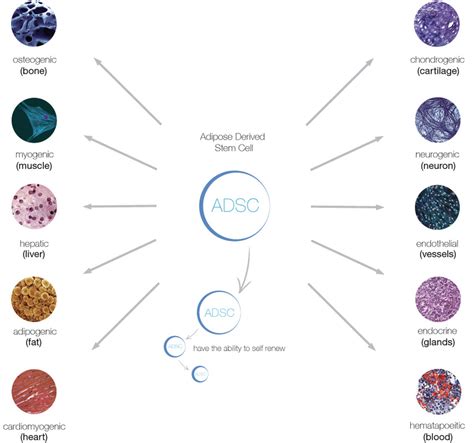 Stem Cells Bac Medical Tourism