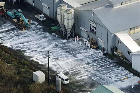 日本佐賀縣養雞場爆發禽流感 4萬雞隻遭到撲殺 上報 Line Today