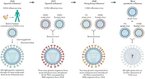 Influenza Virus