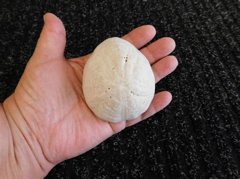 Fossil Sea Urchin Calcified Fossils And Artifacts For Sale Paleo Enterprises