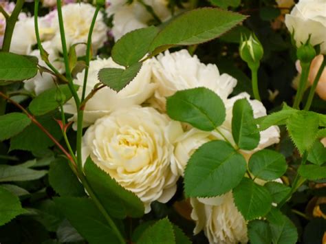 Coulda Shoulda Woulda David Austin Roses And Their Other Collections At The Chelsea FlowerShow