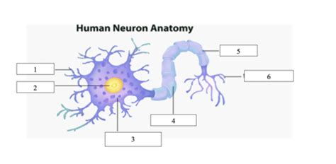 Slp 380 Exam 1 Flashcards Quizlet