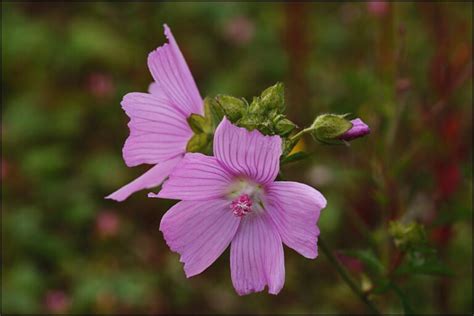 What does the musk mallow look like | All Herbs Ayurvedic Jadibooti ...