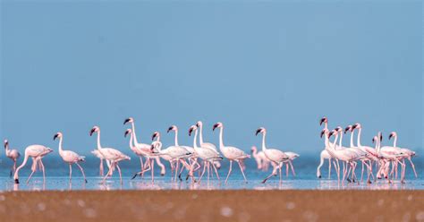 Chhari Dhand Bird Sanctuary Rann Of Kutch Timings Entry Fee Safari