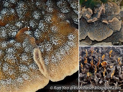 The Tide Chaser Hard Corals Phylum Cnidaria Order Scleractinia Of Singapore