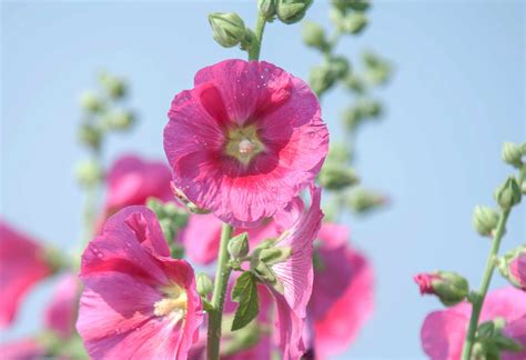 Hollyhock Mallow Plant Care And Growing Guide