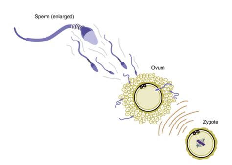 Prenatal Development Flashcards Quizlet