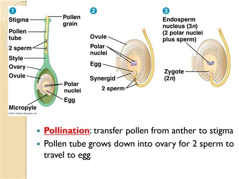 Angiosperm Reproduction Ppt Download