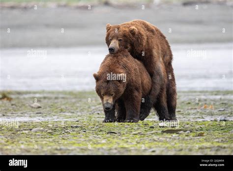 Alaskan Brown Bears Mating Along Mud Flats In Mcneil River State Game Sanctuary And Refuge Stock