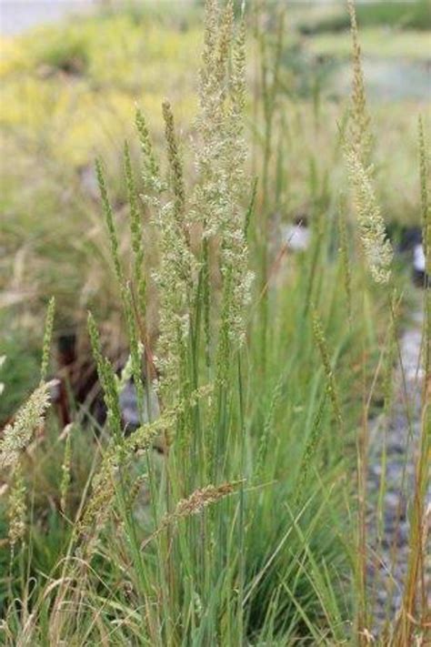 Koeleria Macrantha Devil Mountain Wholesale Nursery