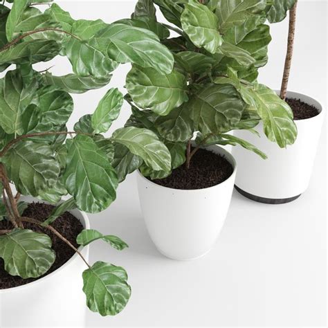 Ficus Lyrata 나무 바이올린 잎 그림 3d 모델 Turbosquid 1082567